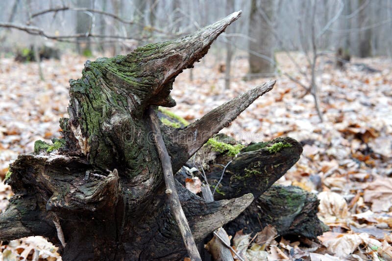 A Large Snag in the Depths of the Forest Stock Image - Image of leaves ...
