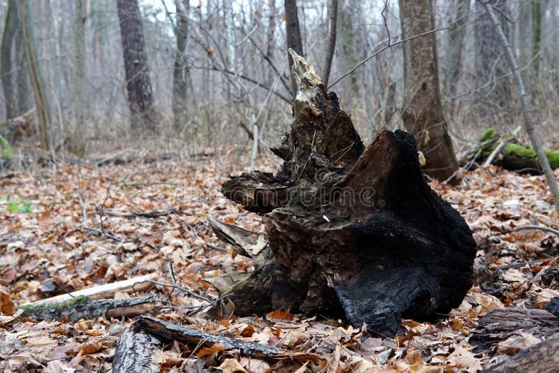 A Large Snag in the Depths of the Forest Stock Photo - Image of ...