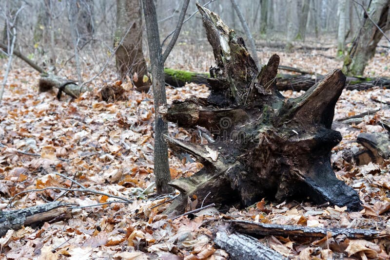 A Large Snag in the Depths of the Forest Stock Photo - Image of leaves ...