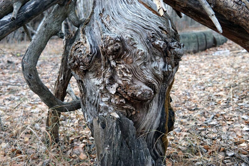 A Large Snag in the Depths of the Forest Stock Photo - Image of leaves ...