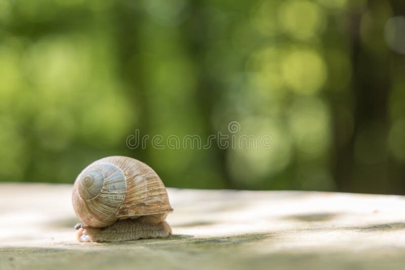 A Large Snail Crawls through the Spring Landscape. it Has a Shell and ...