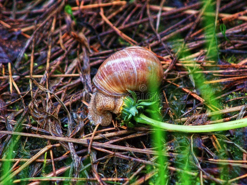 Large Snail in the Grass in Spring Stock Image - Image of shell ...