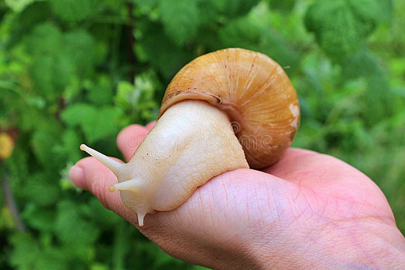 A Large Snail with Horns and a Shell on Its Arm Stock Image - Image of ...