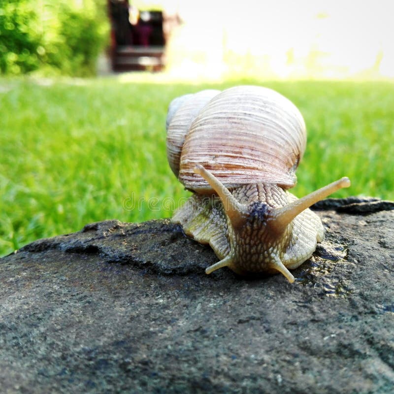 A large snail on a rock stock photo. Image of summer - 110731712