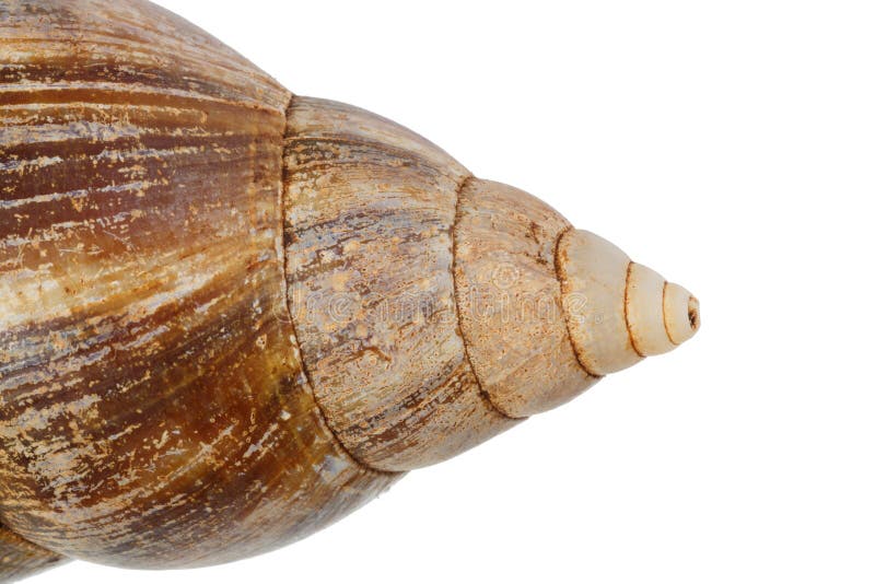Large Snail Shell Isolated on White Background. Close-up. Stock Image ...
