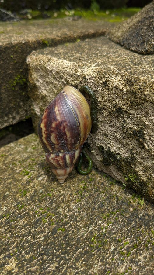 Large Snail-shelled Animals Crawling on the Walls Stock Image - Image ...