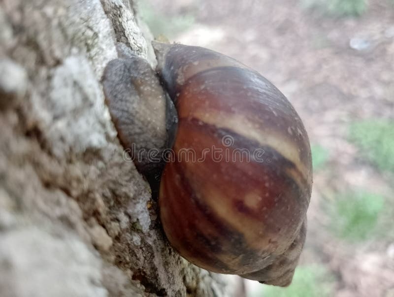A Large Snail Standing Upright on a Tree Stock Image - Image of snail ...