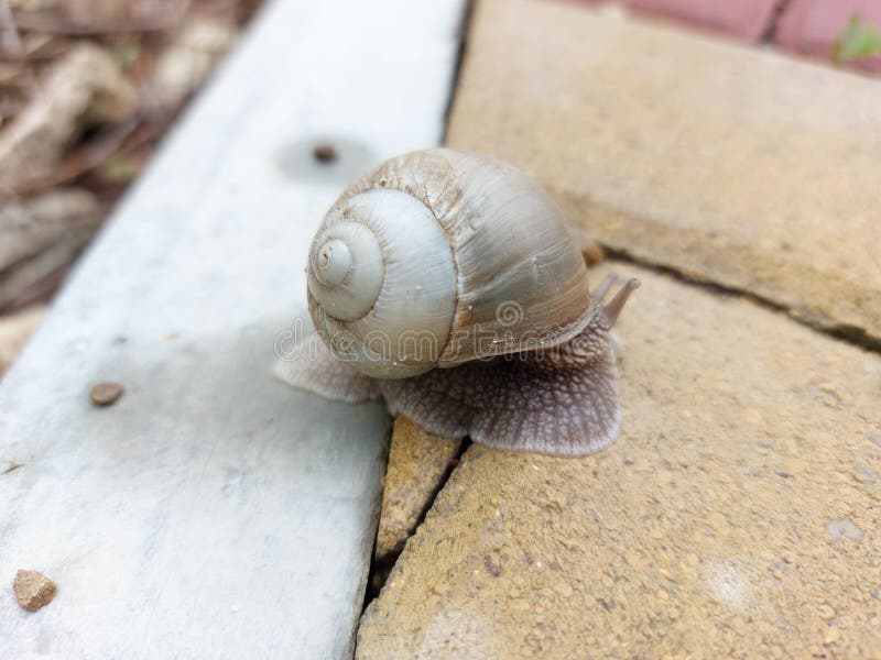 A Large Snail on a Tile in the Garden. Snail with a Beautiful Shell ...