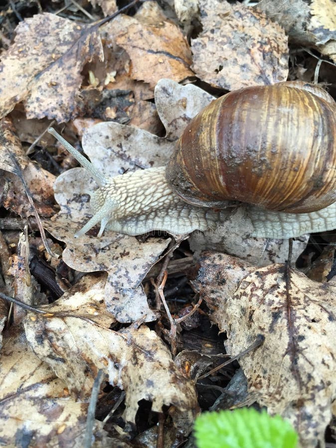 Large snail in the wild stock image. Image of large - 124457595
