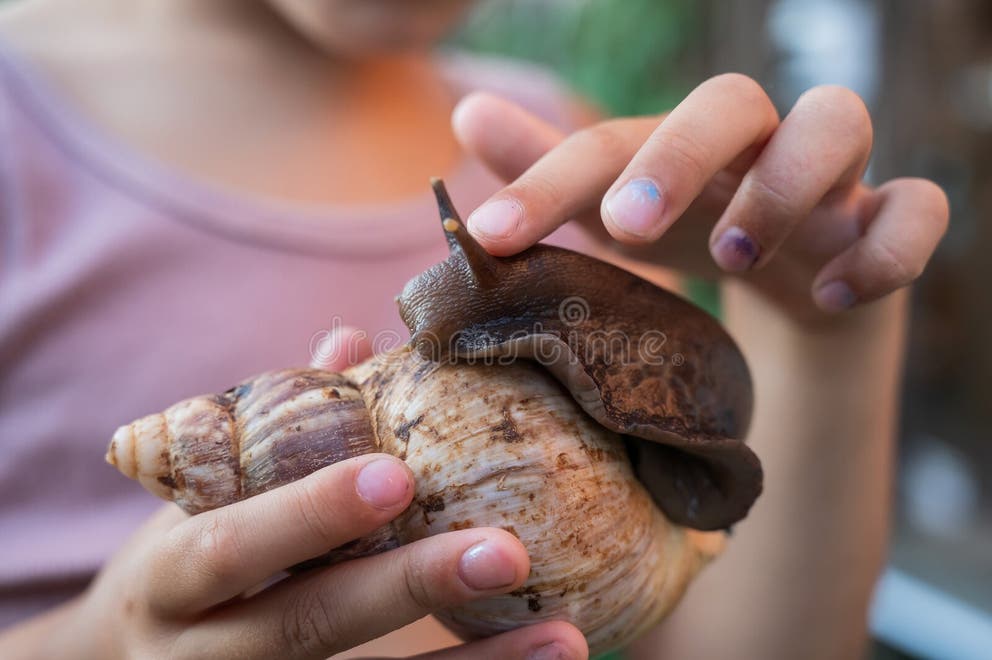 A Large Snail in a Woman& X27;s Hands. Stock Photo - Image of helix ...