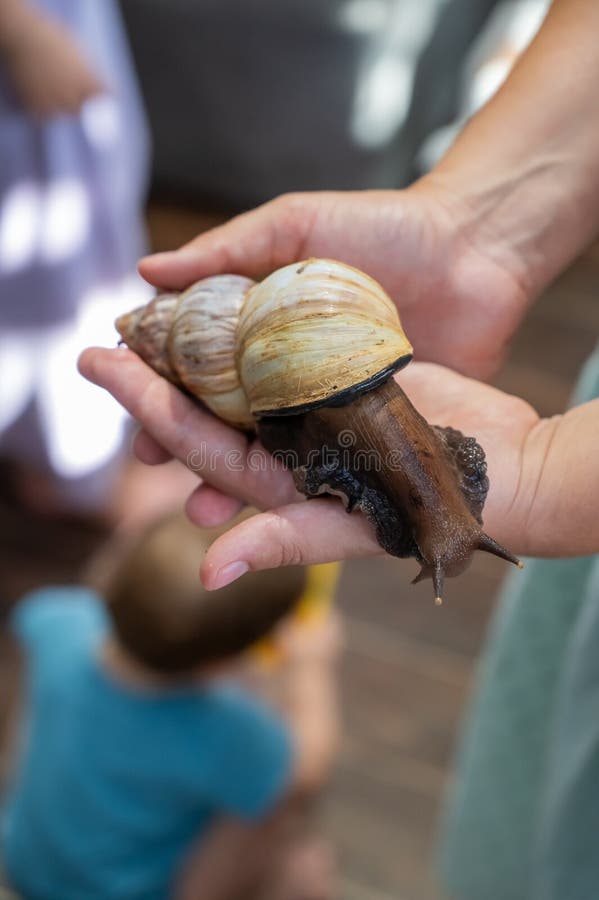 A Large Snail in a Woman& X27;s Hands. Stock Image - Image of ...