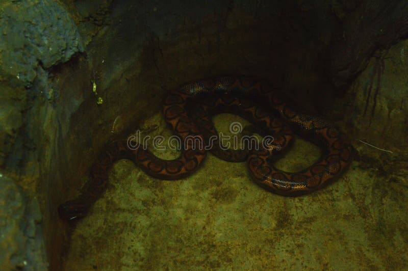 Large snake in the cage stock photo. Image of close - 107265968