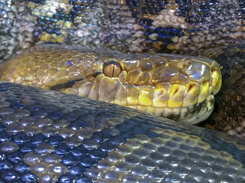 Large Snake with Head in the Foreground Stock Photo - Image of creature ...