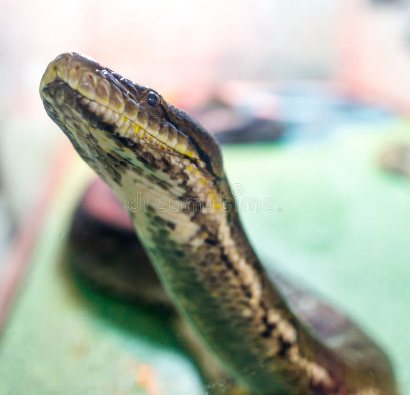 A Large Snake is Looking at the Camera Stock Image - Image of closeup ...