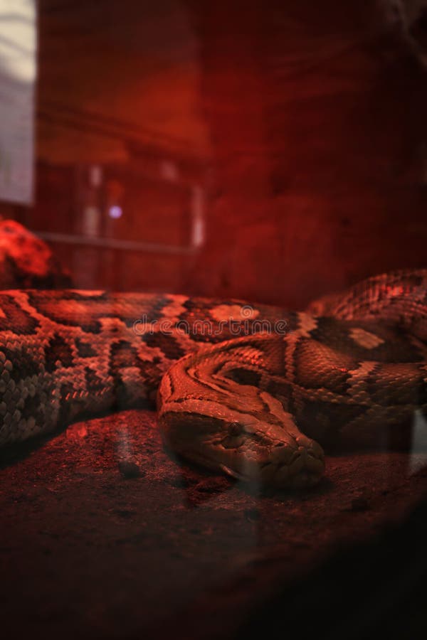 Large Snake in the Zoo Behind the Glass Stock Image - Image of predator ...
