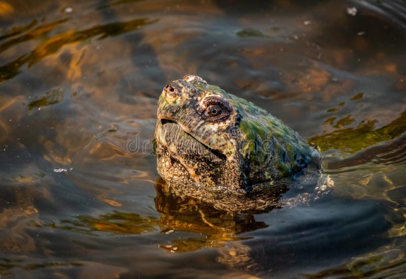 Large Snapping Turtle Comes Up for a View Stock Image - Image of nature ...