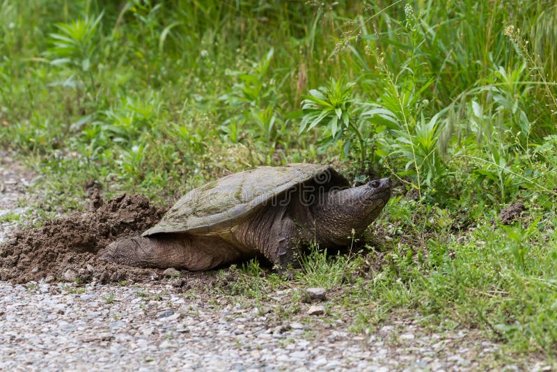 A Large Snapping Turtle Laying Eggs Stock Photo - Image of nest, side ... A Large Snapping Turtle Laying Eggs Stock Photo - Image of nest, side ...