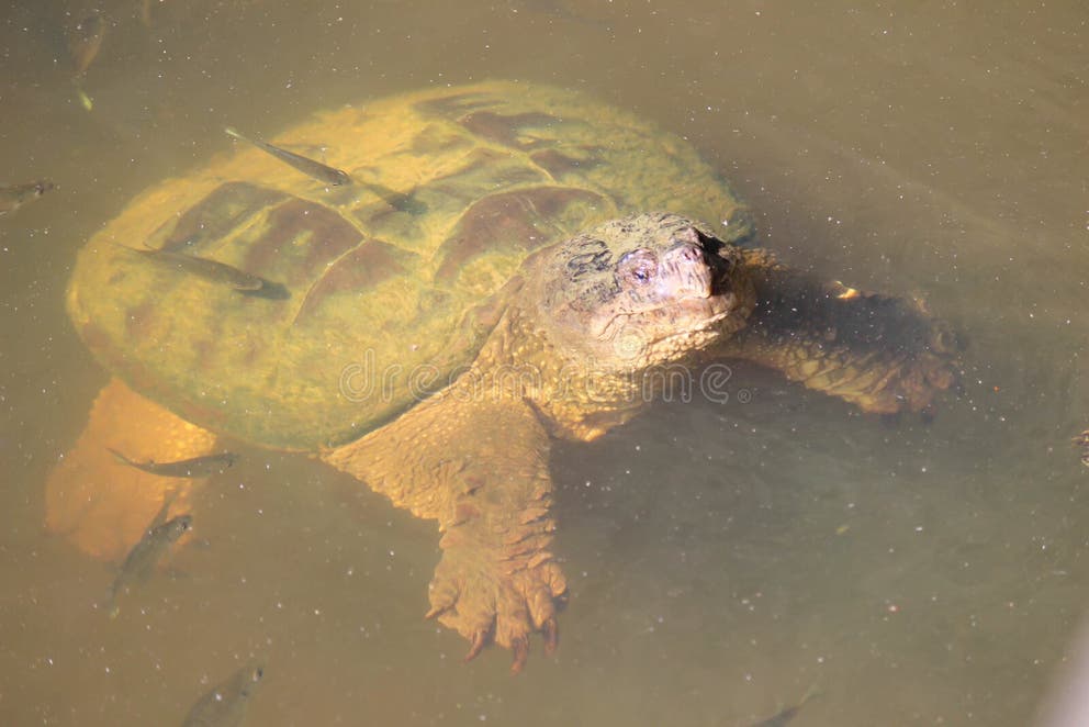 Large Snapping Turtle in Pond Stock Image - Image of snapping ...