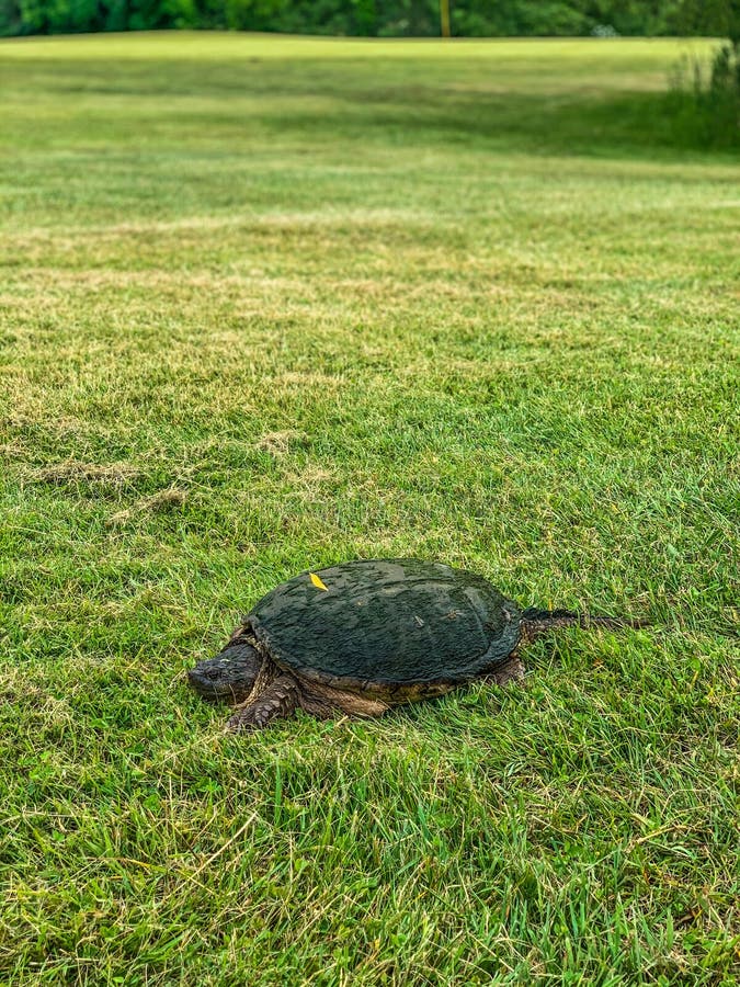 Large Snapping Turtle stock photo. Image of tail, golf - 210953096
