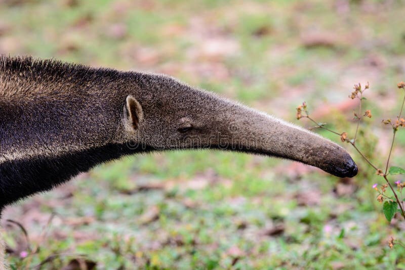 Large Snout of a Giant Anteater Stock Image - Image of mammals ...