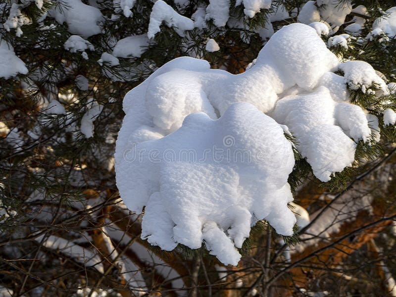 A Large Snowdrift Lies on the Branches of a Pine Tree. Close-up. Winter ...