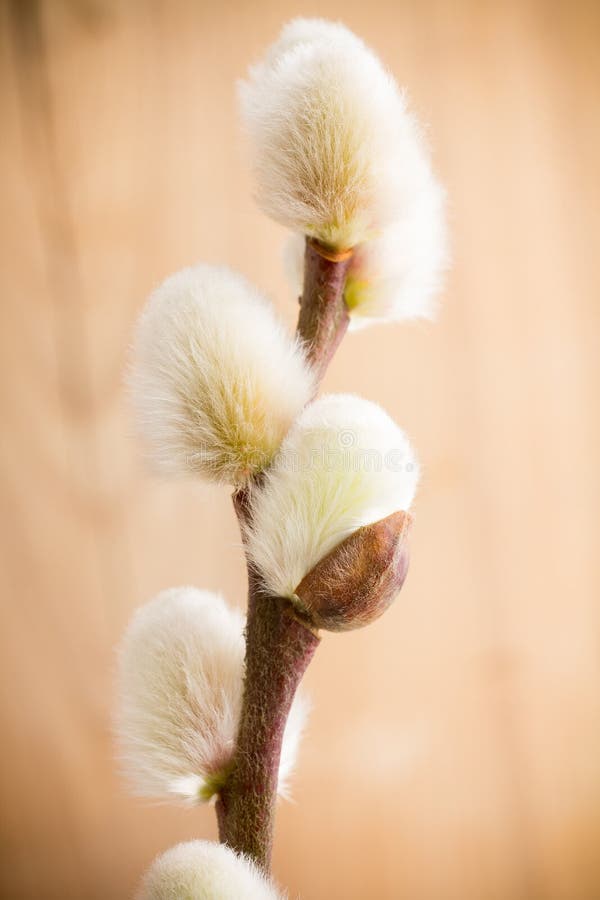 Catkins. stock image. Image of warm, plants, head, stem - 30186087