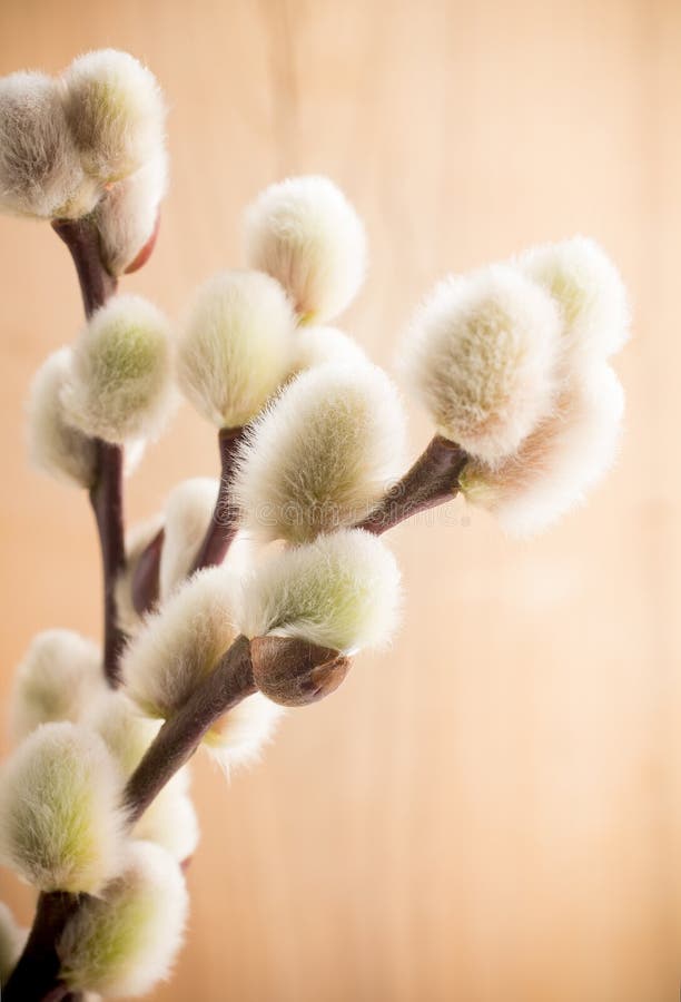 Catkins. stock photo. Image of tree, willow, coat, color - 30186138