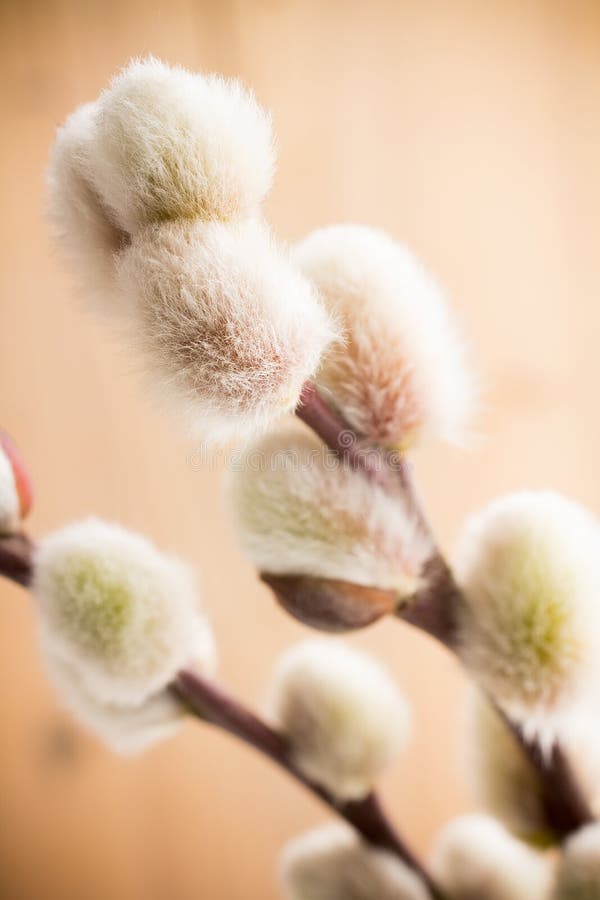 Catkins. stock photo. Image of stem, spring, macro, silhouette - 30186156