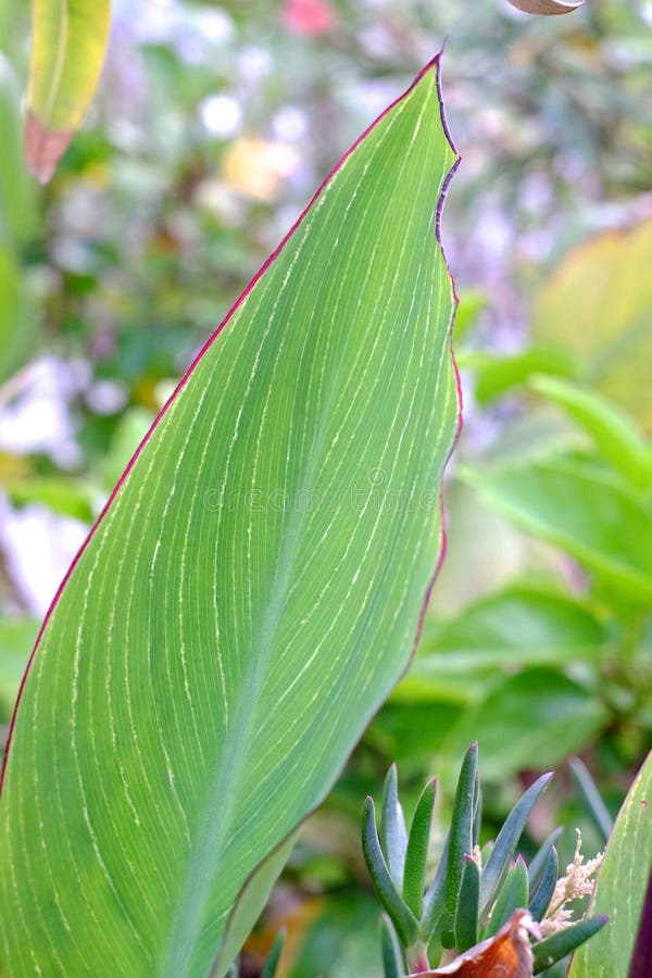 A large soft green leaf. stock image. Image of perfect - 184409431
