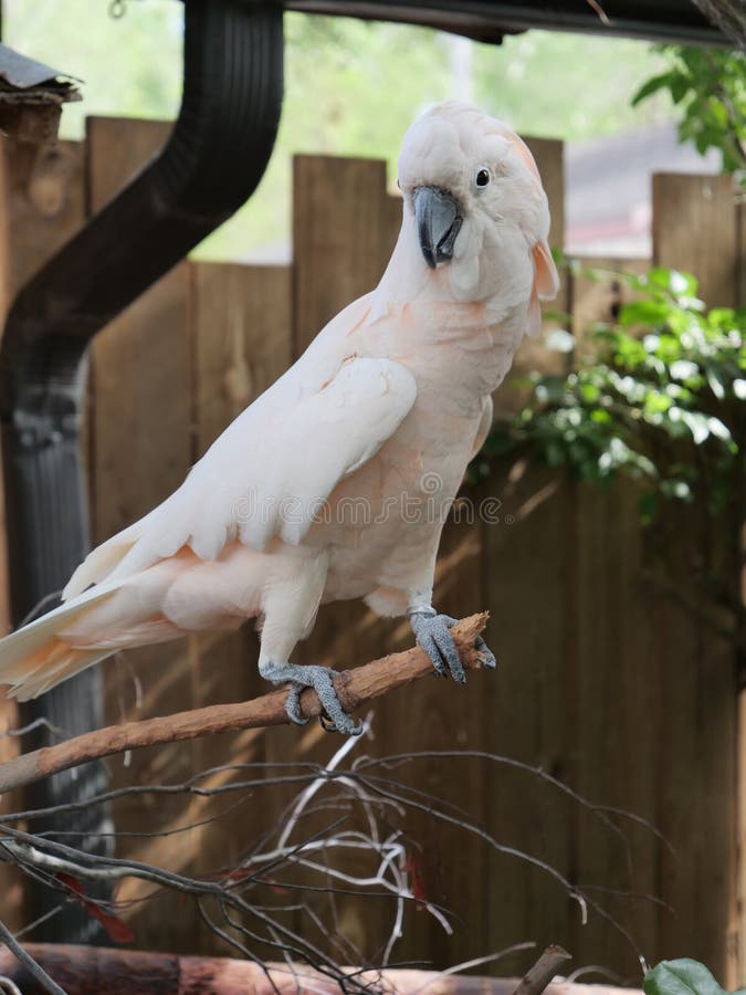A large solid white bird stock image. Image of parakeet - 274335711