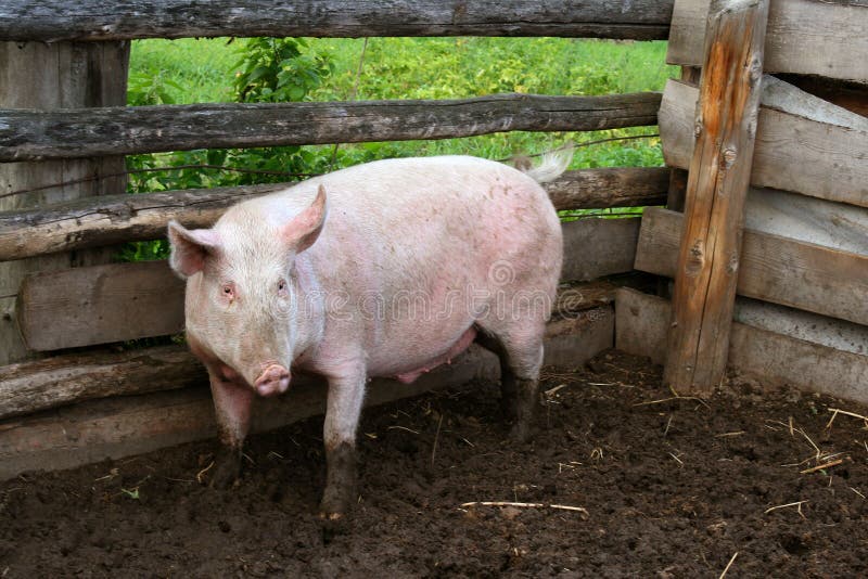 Large sow at the courtyard stock image. Image of omnivorous - 18892803