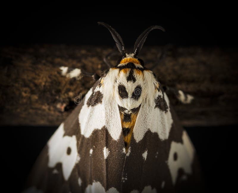 Fury Moth Stock Photos - Free & Royalty-Free Stock Photos from Dreamstime