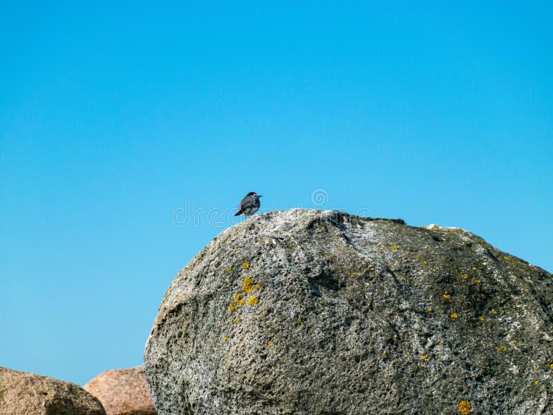 A Large Speckled Stone and a Small Bird on it Stock Image - Image of ...
