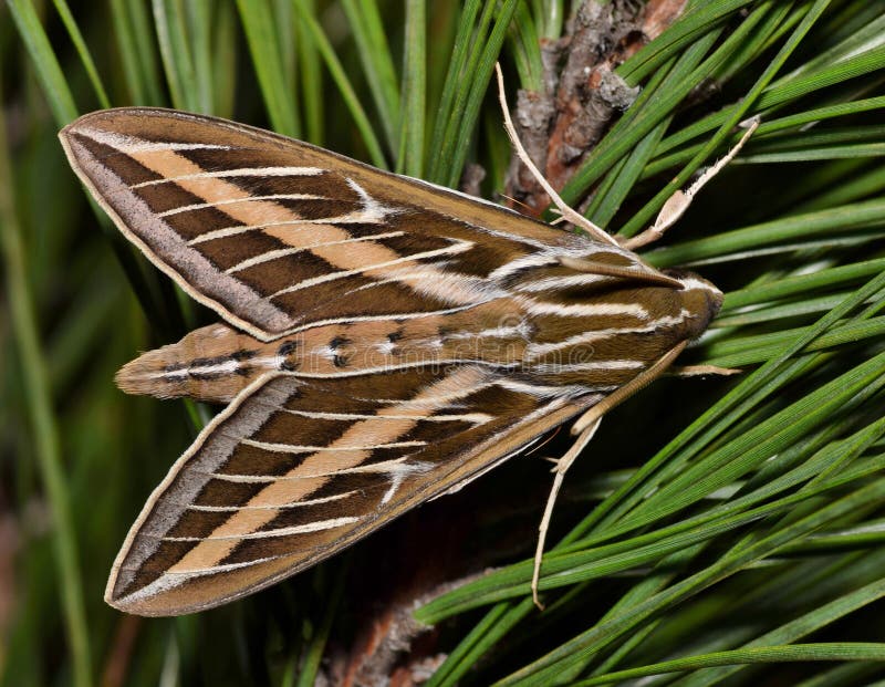 2,684 Sphingidae Moth Stock Photos - Free & Royalty-Free Stock Photos ...