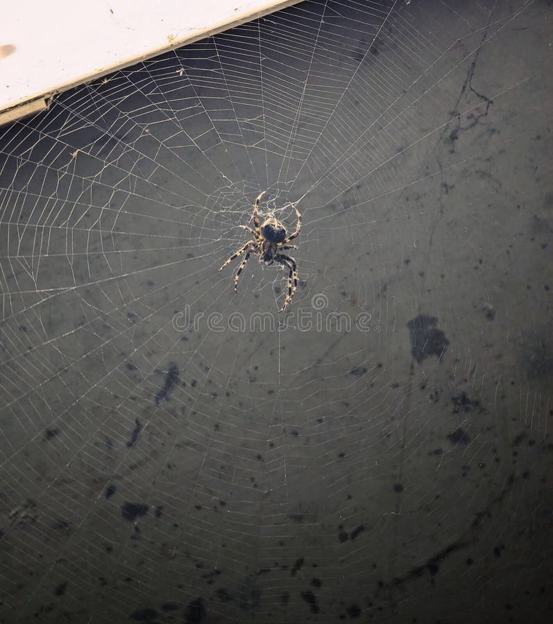 879 Spider Ceiling Images Stock Photos - Free & Royalty-Free Stock ...