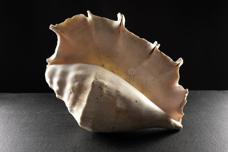 Large Spider Conch Seashell on Dark Background Stock Photo - Image of ...