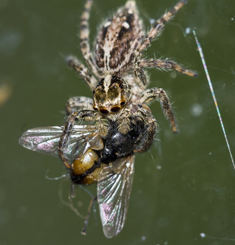 Large Spider Eating a Big Fly on a Window. Stock Photo - Image of ...