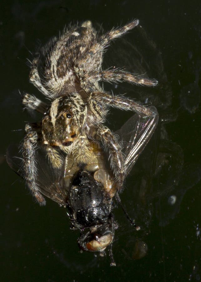 Large Spider Eating a Big Fly on a Window. Stock Photo - Image of ...