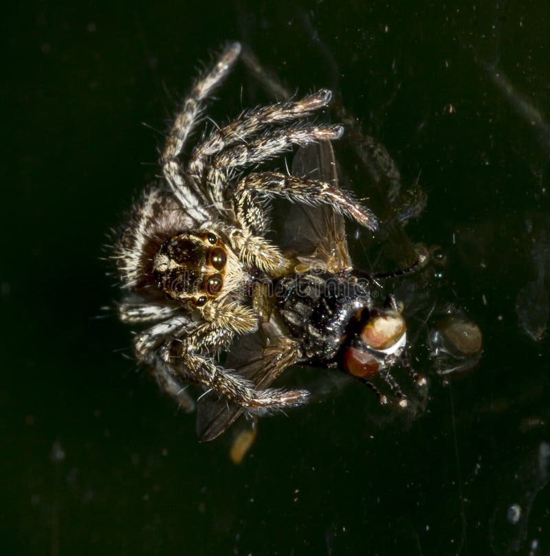 Large Spider Eating a Big Fly on a Window. Stock Photo - Image of macro ...