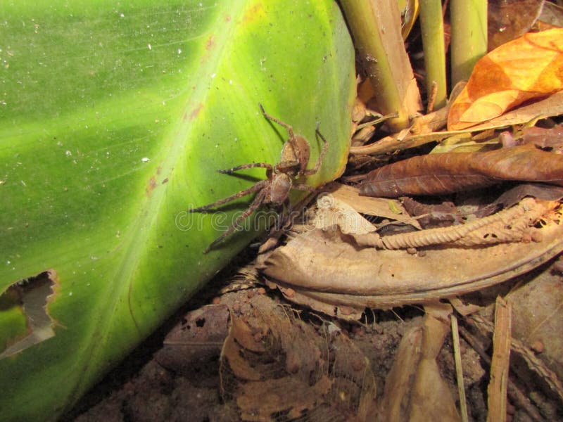 A Large Spider on the Forest Floor Stock Photo - Image of background ...