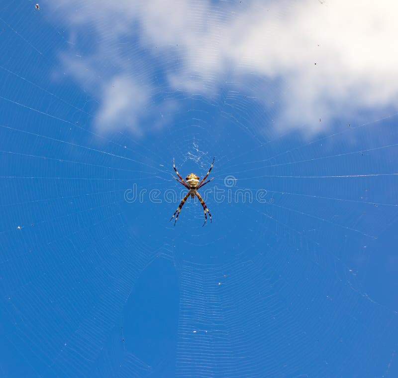 A Large Spider Hanging in Its Web Stock Image - Image of colorful ...