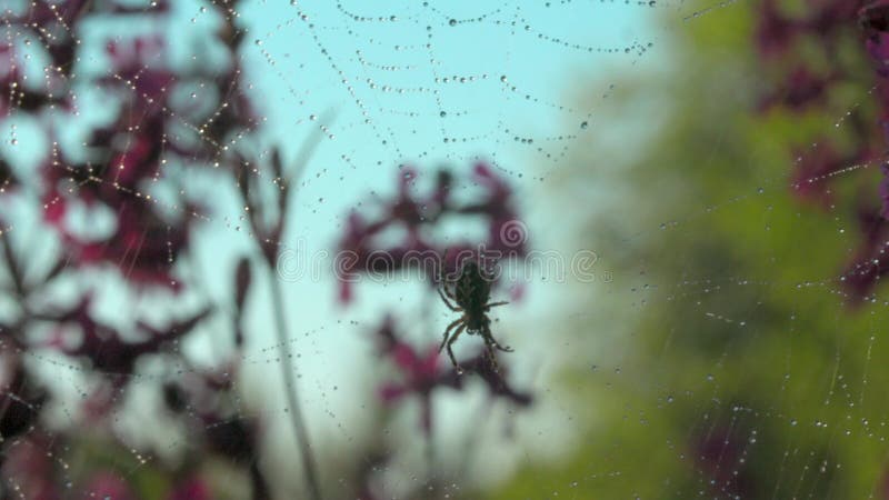 Large Spider Hanging on Spider Web on Blurred Green and Pink Background ...