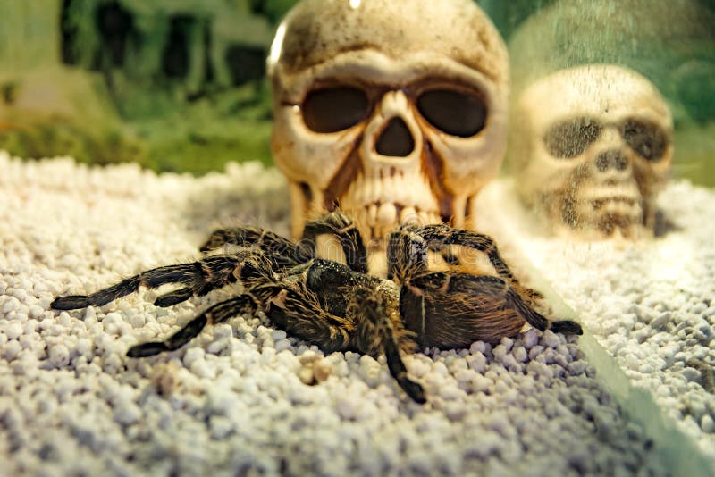 A Large Spider and a Human Skull Stock Image - Image of body, finality ...