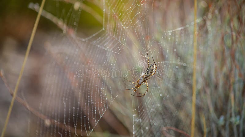 Large Spider Hunting a Prey in Its Web Wrapping it with Its Threads in ...