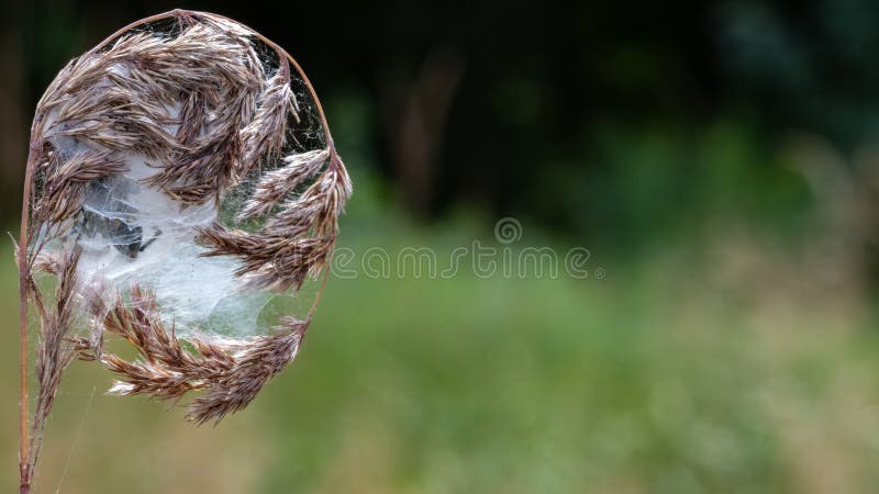 Spider Cocoon in Ear of Grass Stock Photo - Image of head, color: 192703892