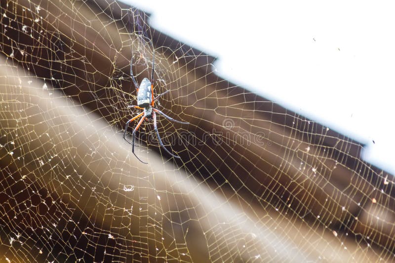 A Large Spider in its web stock image. Image of world - 67014575