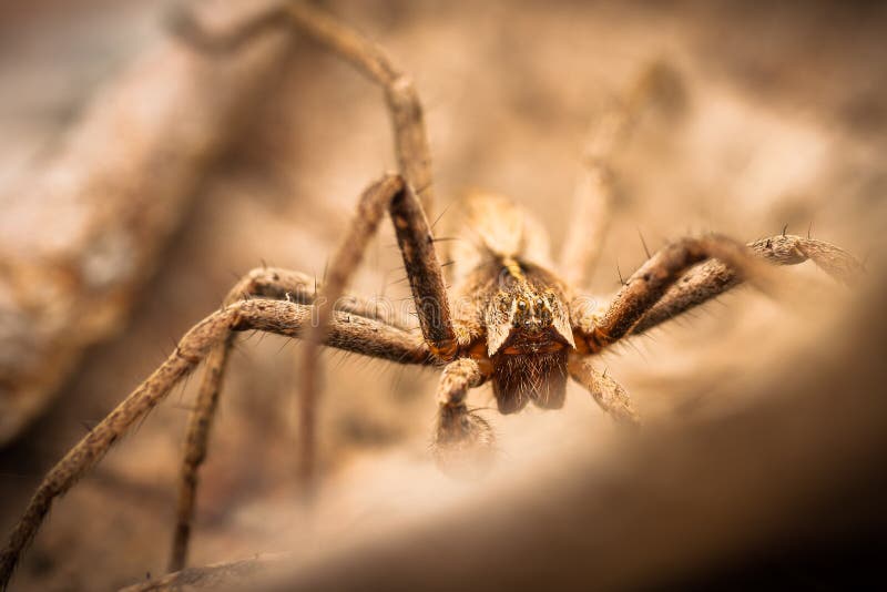 Large spider on leaf stock image. Image of male, legs - 24107645