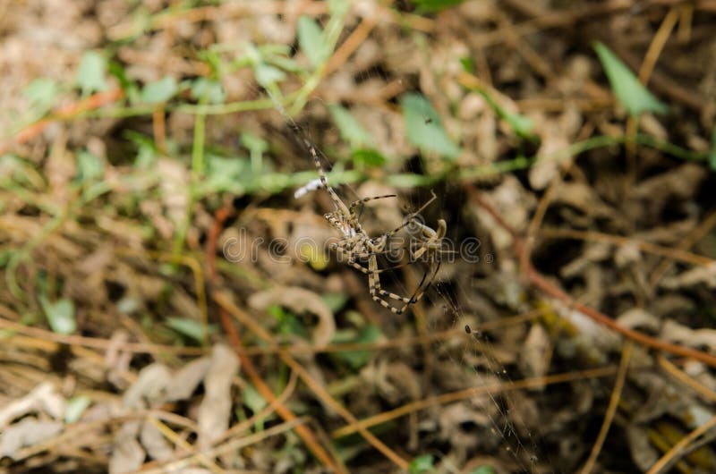 Large Spider with Long Legs Caught a Grasshopper Stock Photo - Image of ...