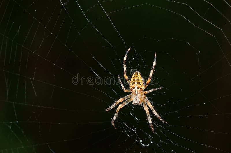 Large spider with net stock photo. Image of color, network - 48323784