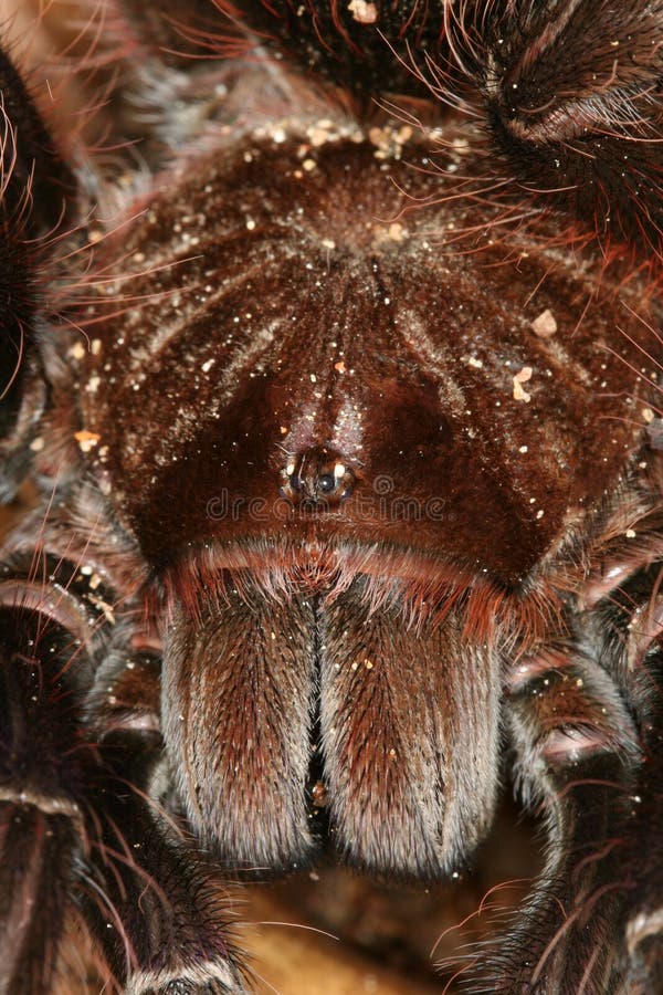 Large spider s chelicerae stock photo. Image of glands - 1467960